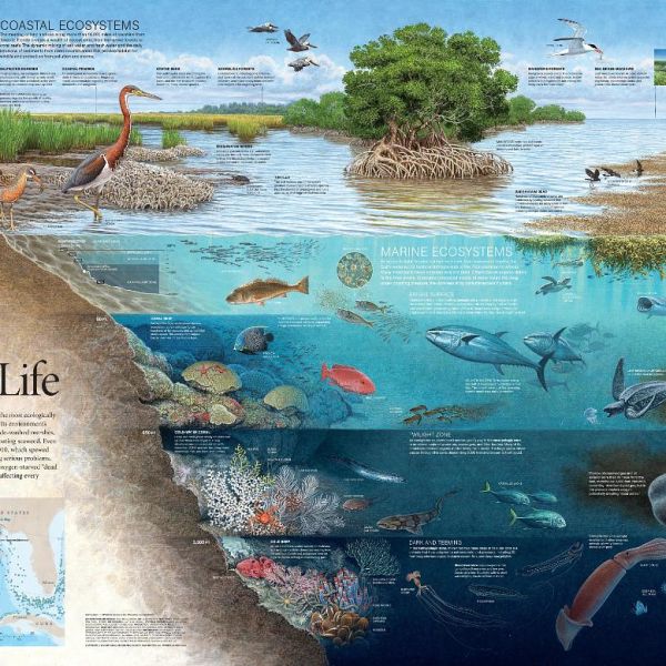 The Gulf of Mexico: Layers of Life