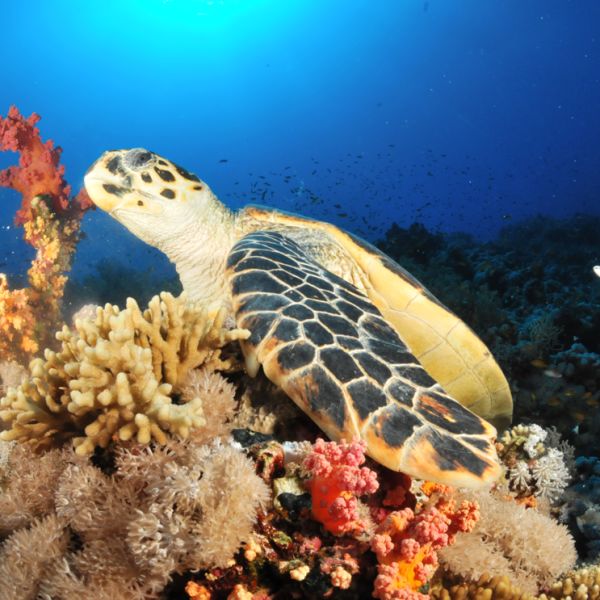 Keystone Species in Shark Bay