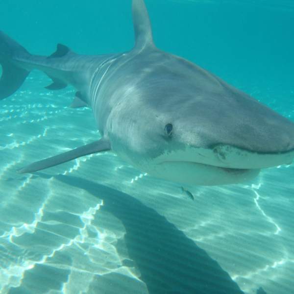 Introduction to Keystone Species