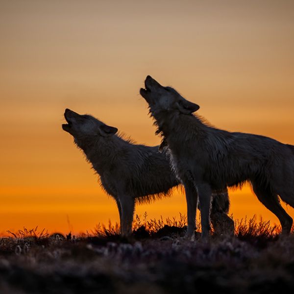 Wolves: Photography by Ronan Donovan — An Educational Companion