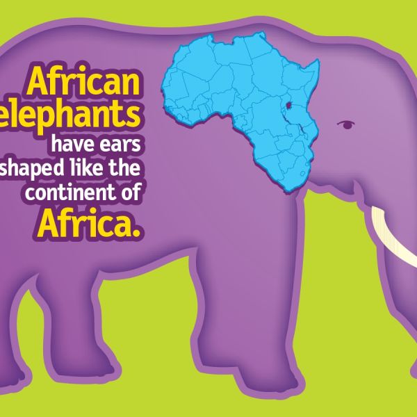A Natural History of the African Elephant