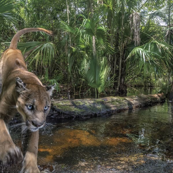The History of the Florida Panther, A Symbol of Reverence and Revulsion