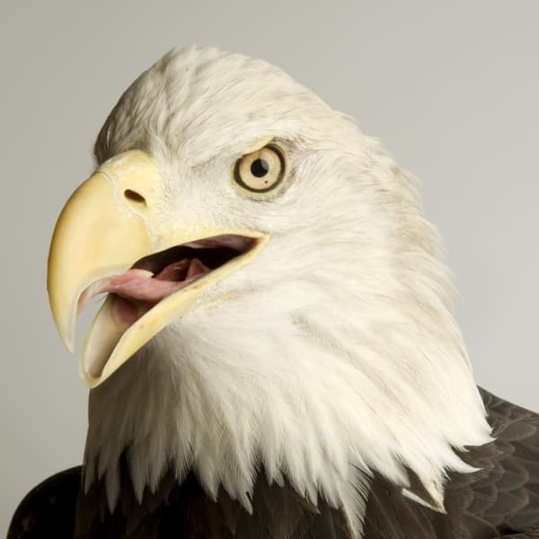 Photo Ark: Bald Eagle