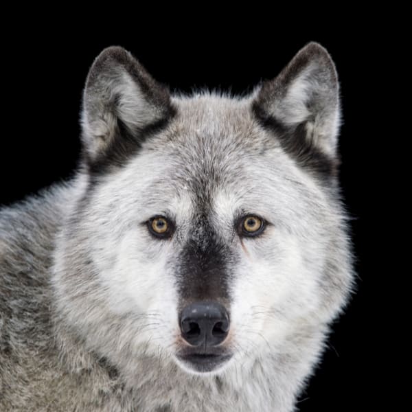 Photo Ark: Gray Wolf