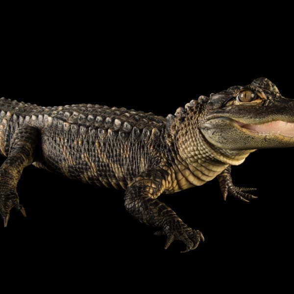 Photo Ark: American Alligator