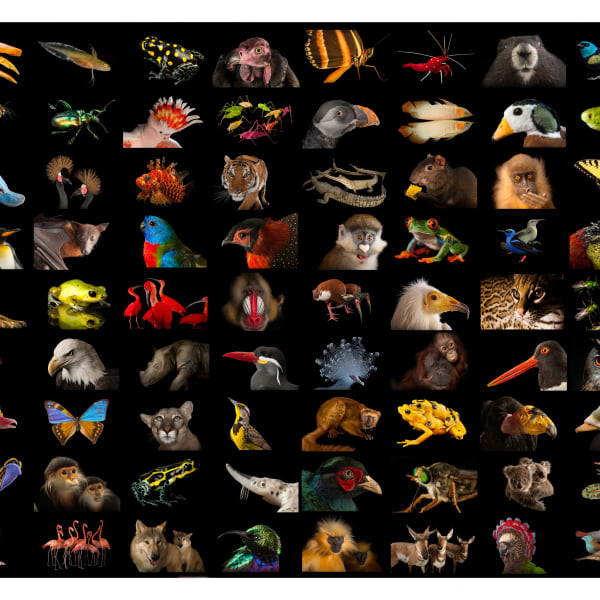 Photo Ark: Protect Species