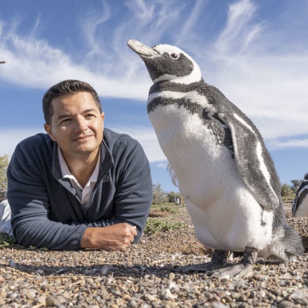 Case Study: Penguins, A Conservation Legacy