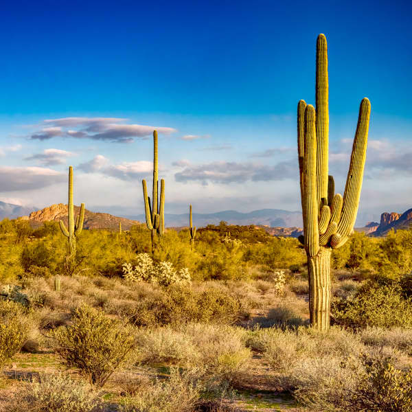 Geography Standard 8