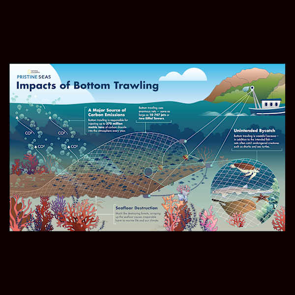 The Impacts of Bottom Trawling