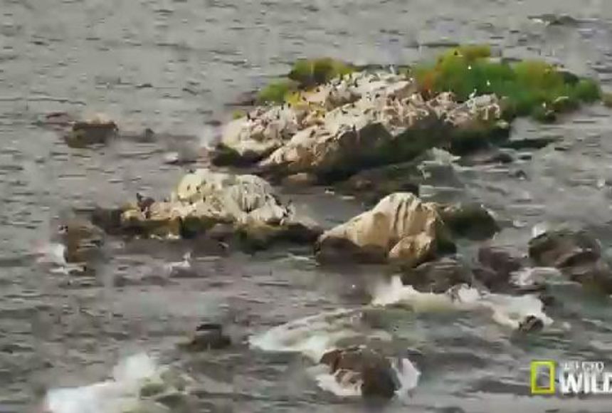 Invasive Species Explained National Geographic