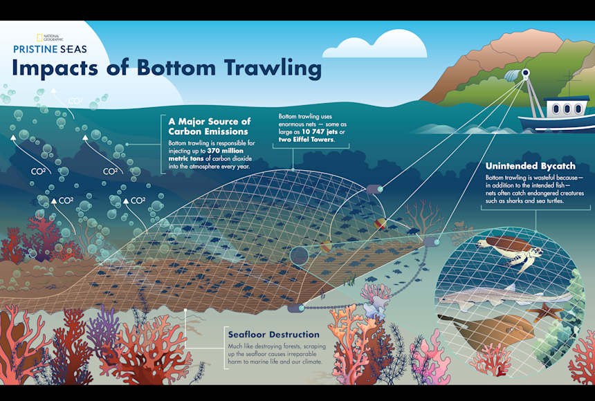 The Impacts of Bottom Trawling
