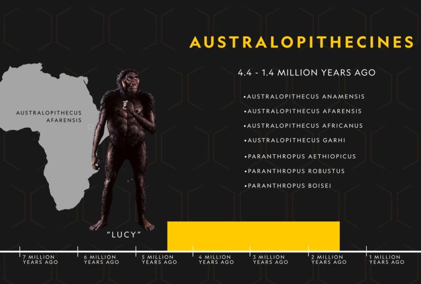 Human Evolution Tree