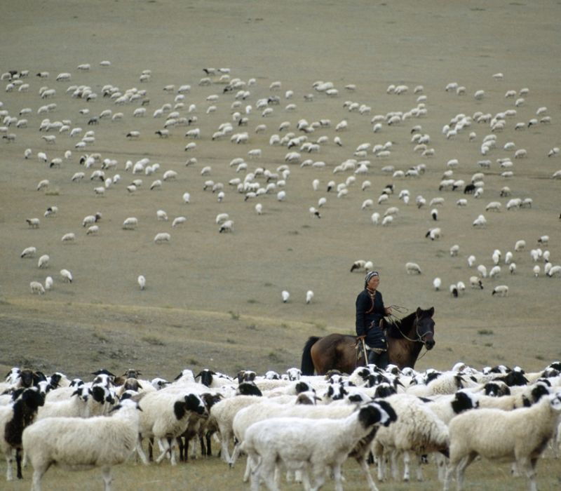 The Cattle Economy of the Maasai