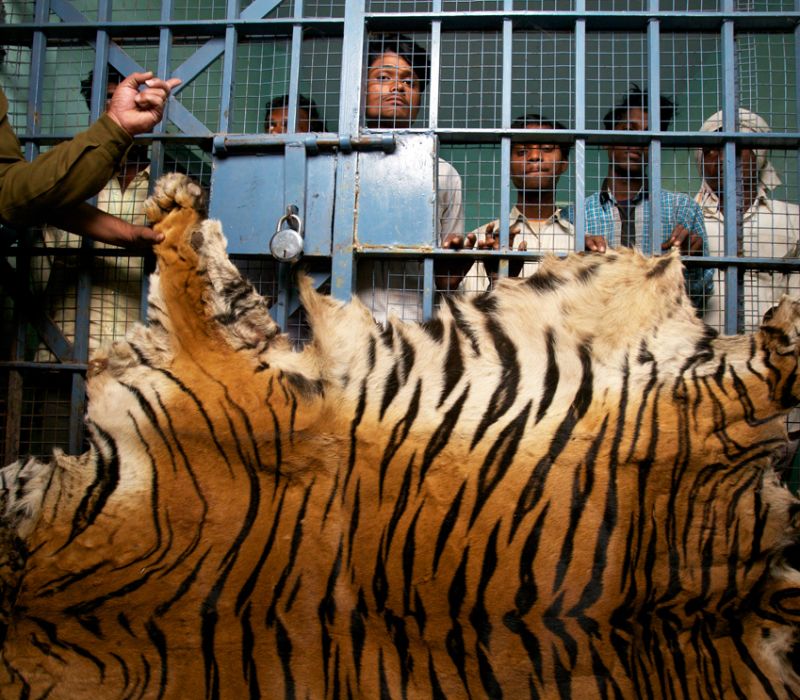 The Skin I Live In Tiger
