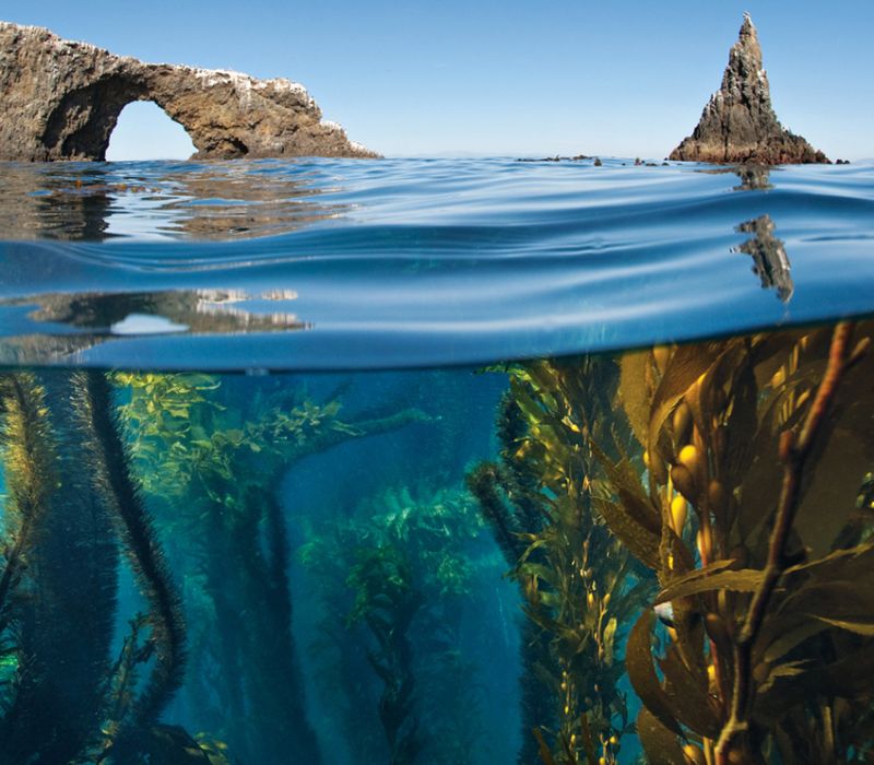 The Five Major Types of Biomes