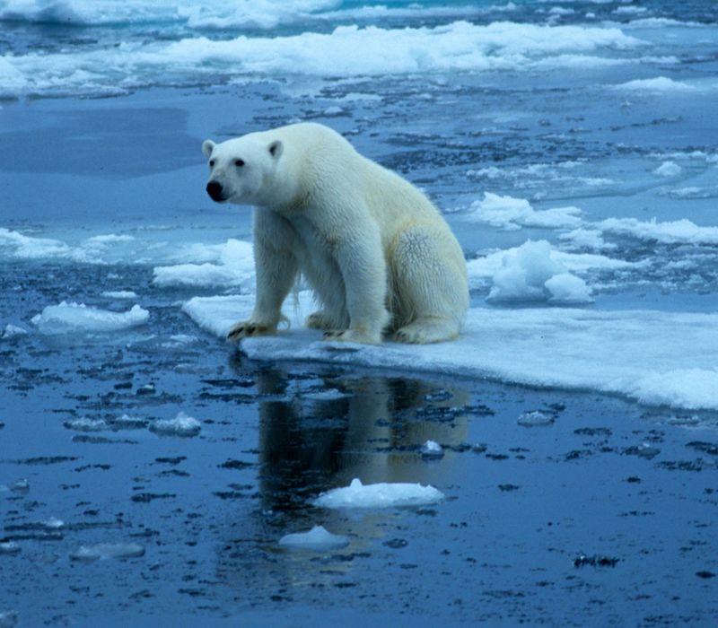 Unbalanced: How Climate Change Is Shifting Earth’s Ecosystems