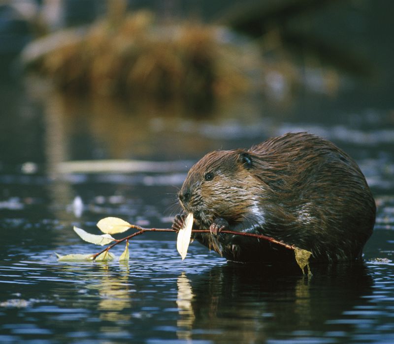 Role of Keystone Species in an Ecosystem