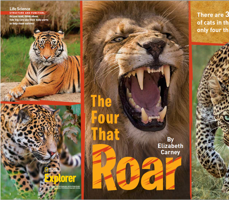 Gorongosa's Elephants