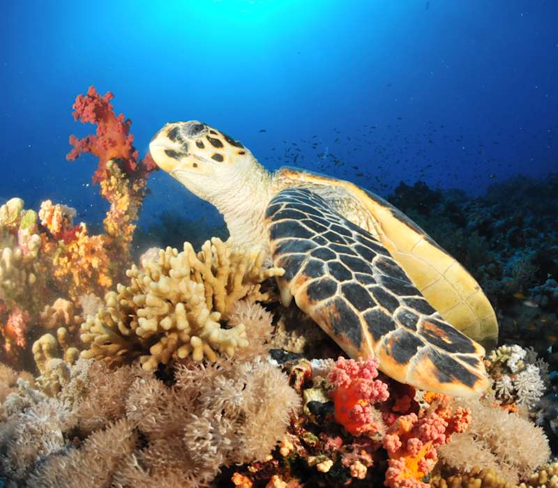 Role of Keystone Species in an Ecosystem