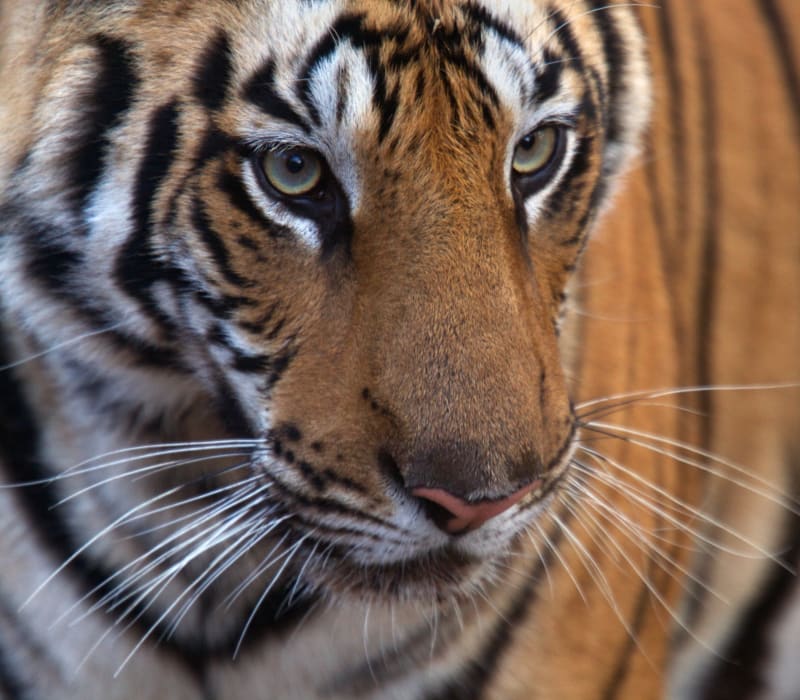Hermoso Gato National Geographic Ocelots Are Small, Wild Cats With