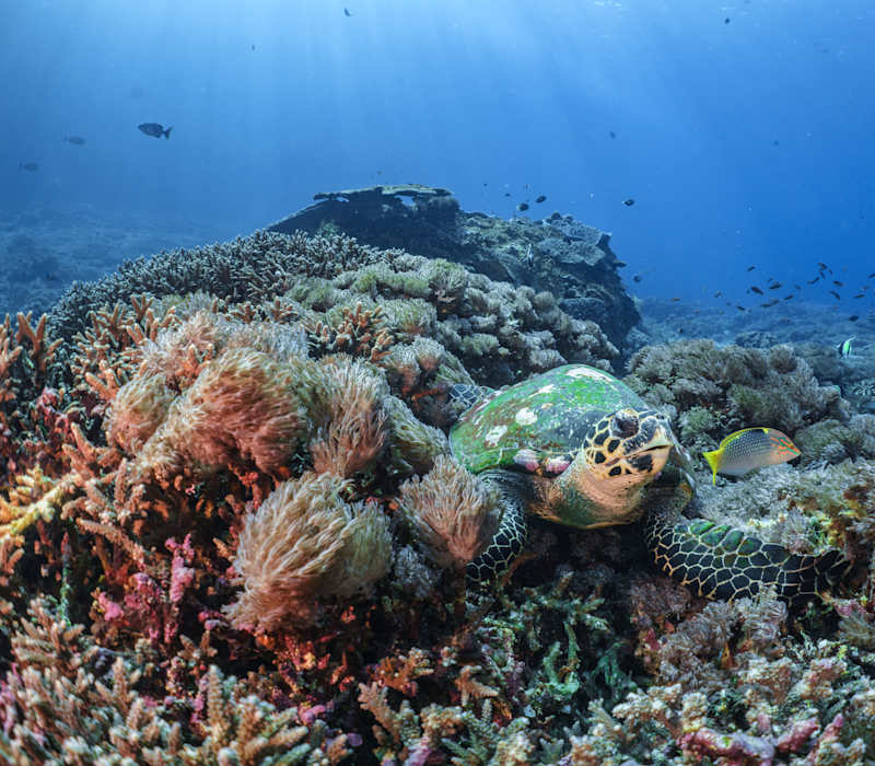 The Five Major Types of Biomes