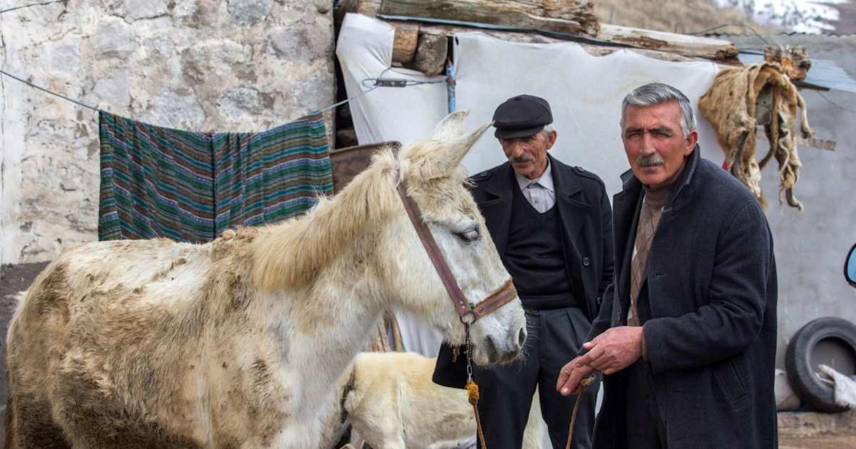 Glance Back: Mule Checkup