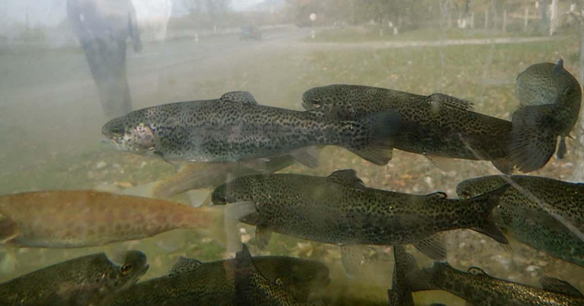 Blink: Fish-eyed in Azerbaijan