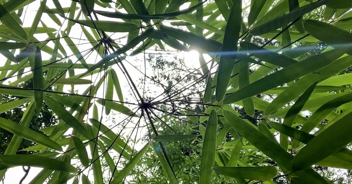 Milestone 72: Absences