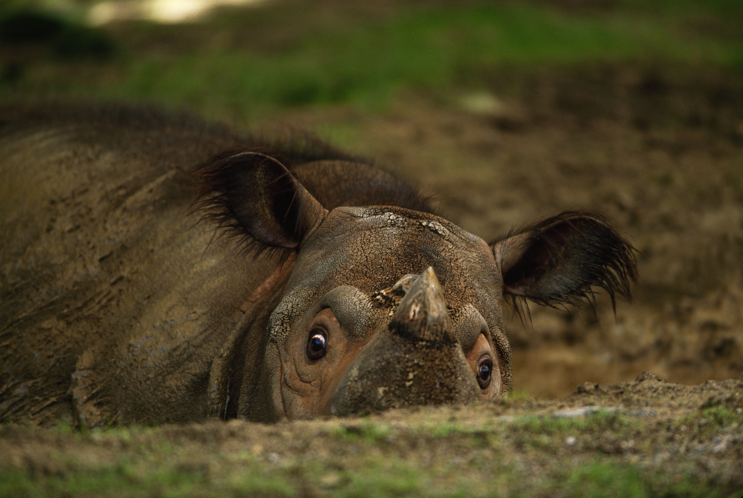 Sumatran Rhino Alliance
