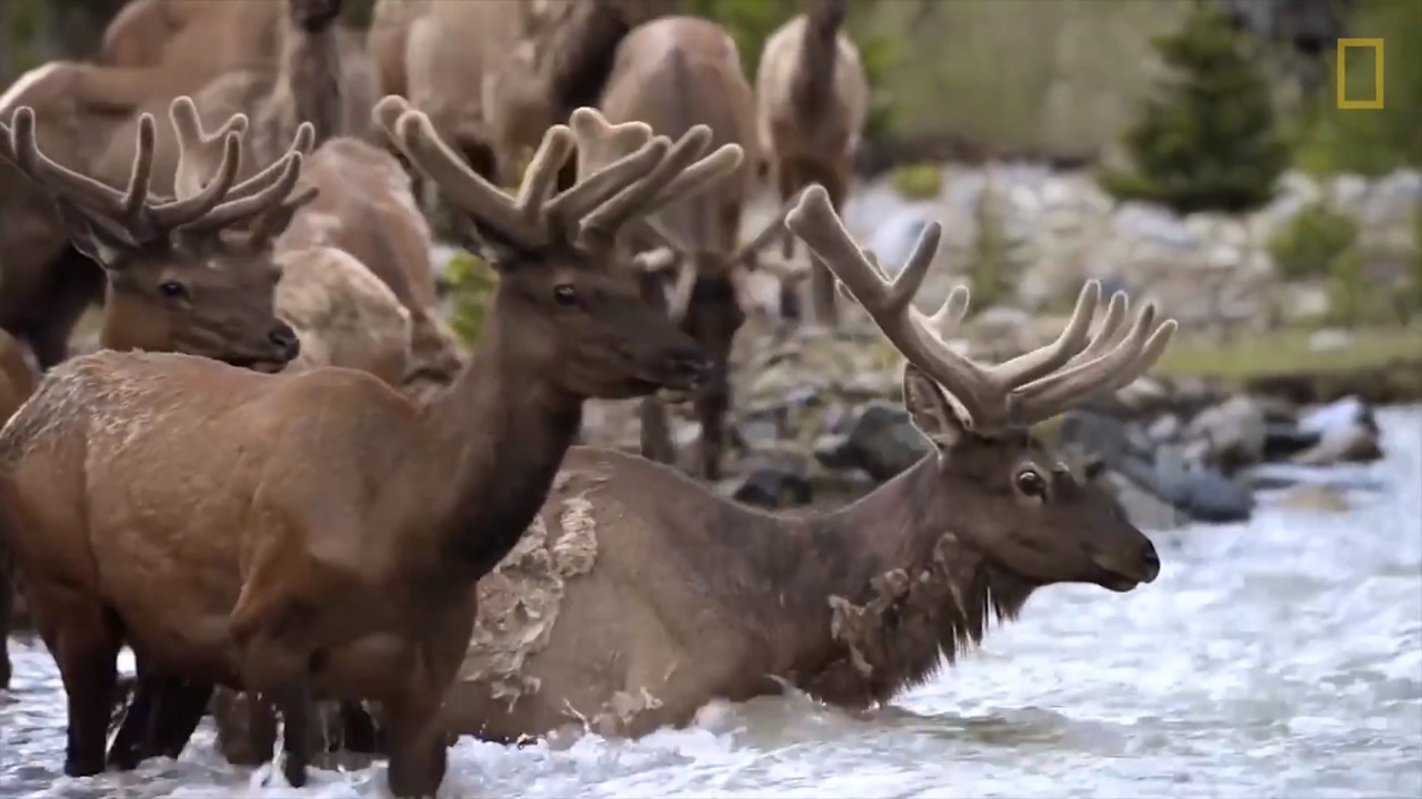Yellowstone's Great Migration