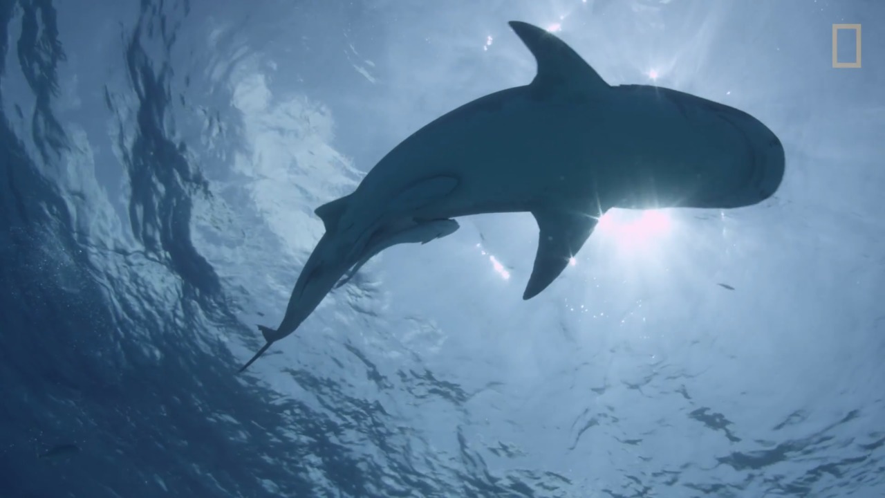 National Geographic Articles On Sharks at Samuel Unwin blog