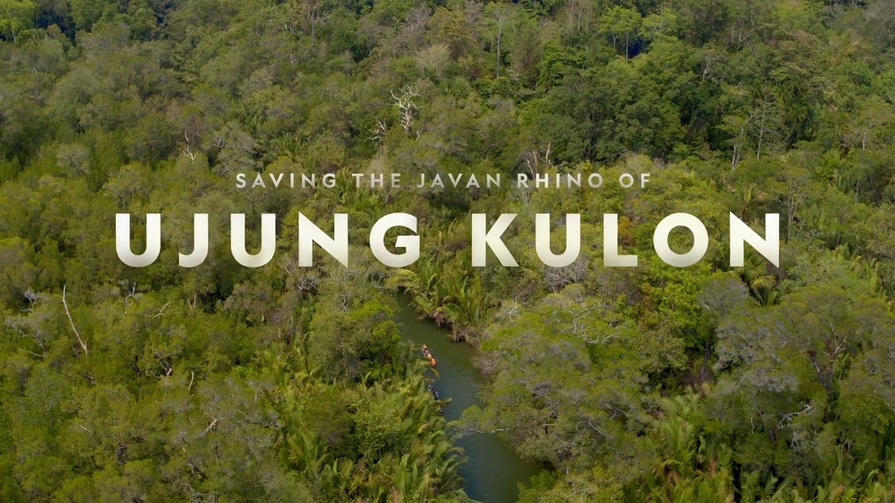 Saving the Javan Rhino of Ujung Kulon