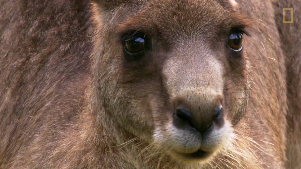Australia’s Weird, Wild, and Wonderful Animals