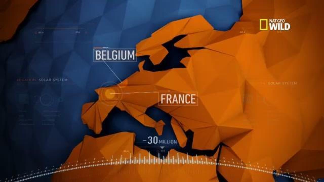 The Evolution of Big Cats