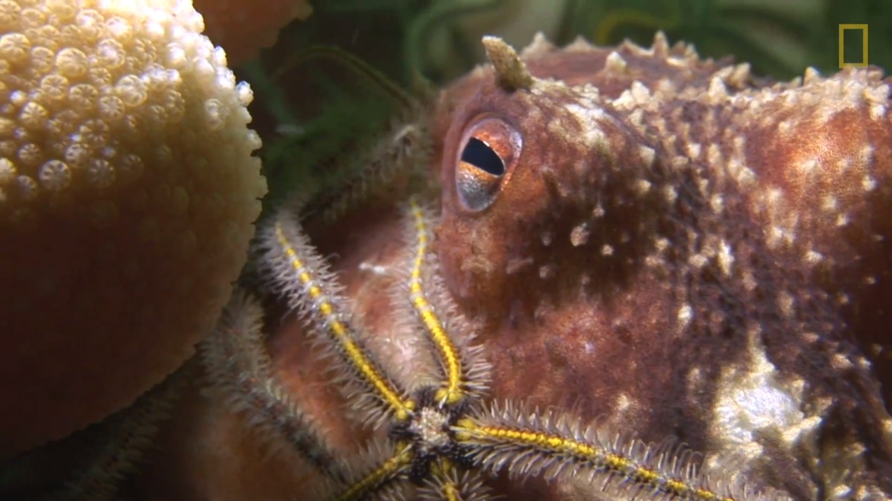 TIL: How Spiny Sea Creatures Regrow Body Parts