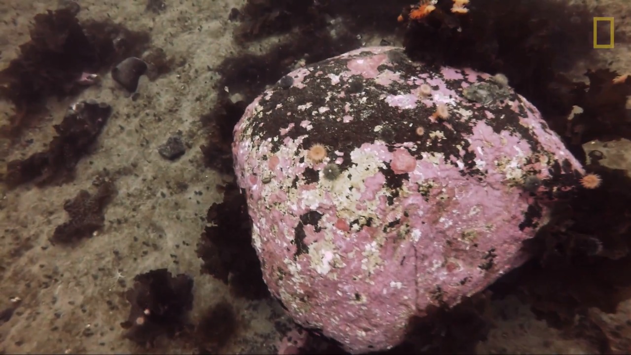 Definitions in the Field: Algae