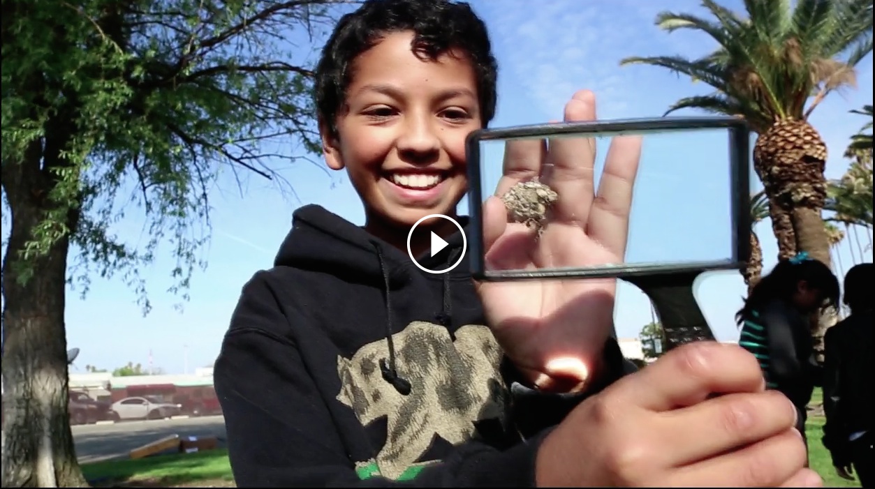 Do-It-Yourself Bioblitz