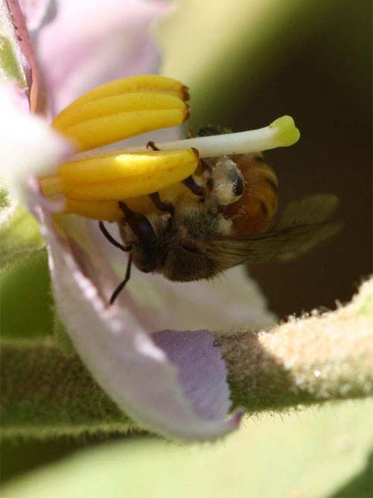 Case Study: Dudu Safari