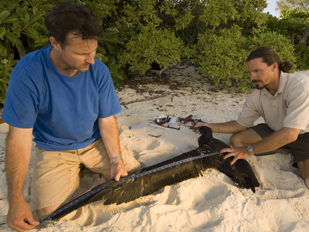 The Endangered Albatross