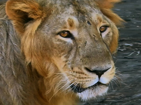 Lions of Gir