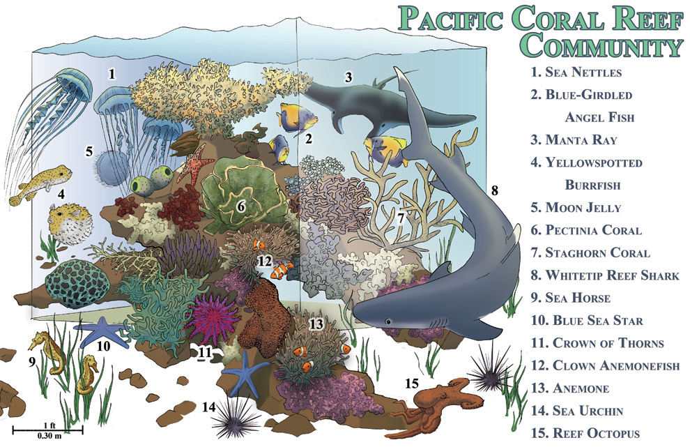 Pacific Ocean Ecosystem Diagram