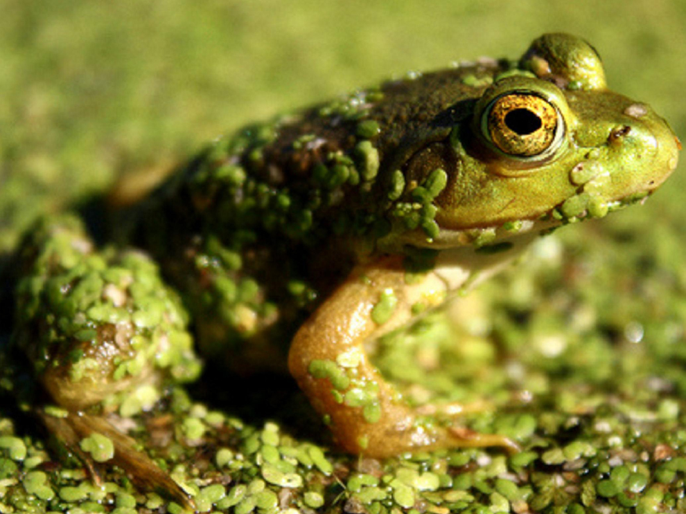 Bogs Wetland Animals
