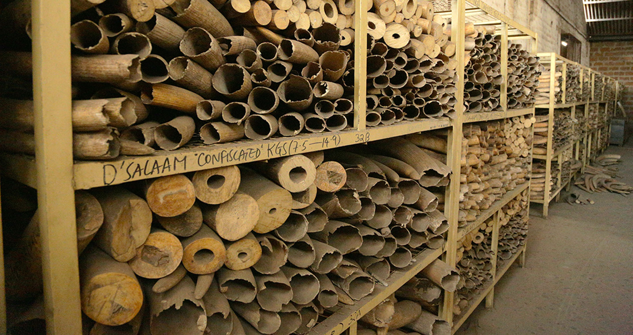 Tanzania’s Ivory Stockpile