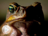 Cane Toads