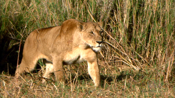 Swamp Lion Defeated by Swamp