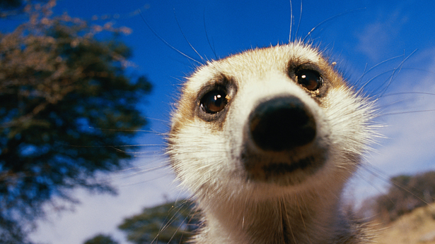 Revenge of the Meerkat