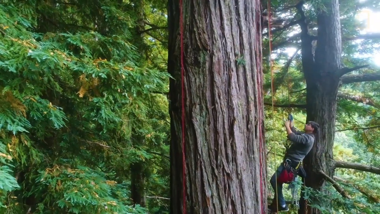 Bioacoustic Monitoring: A Community Approach to Protecting the Rainforest