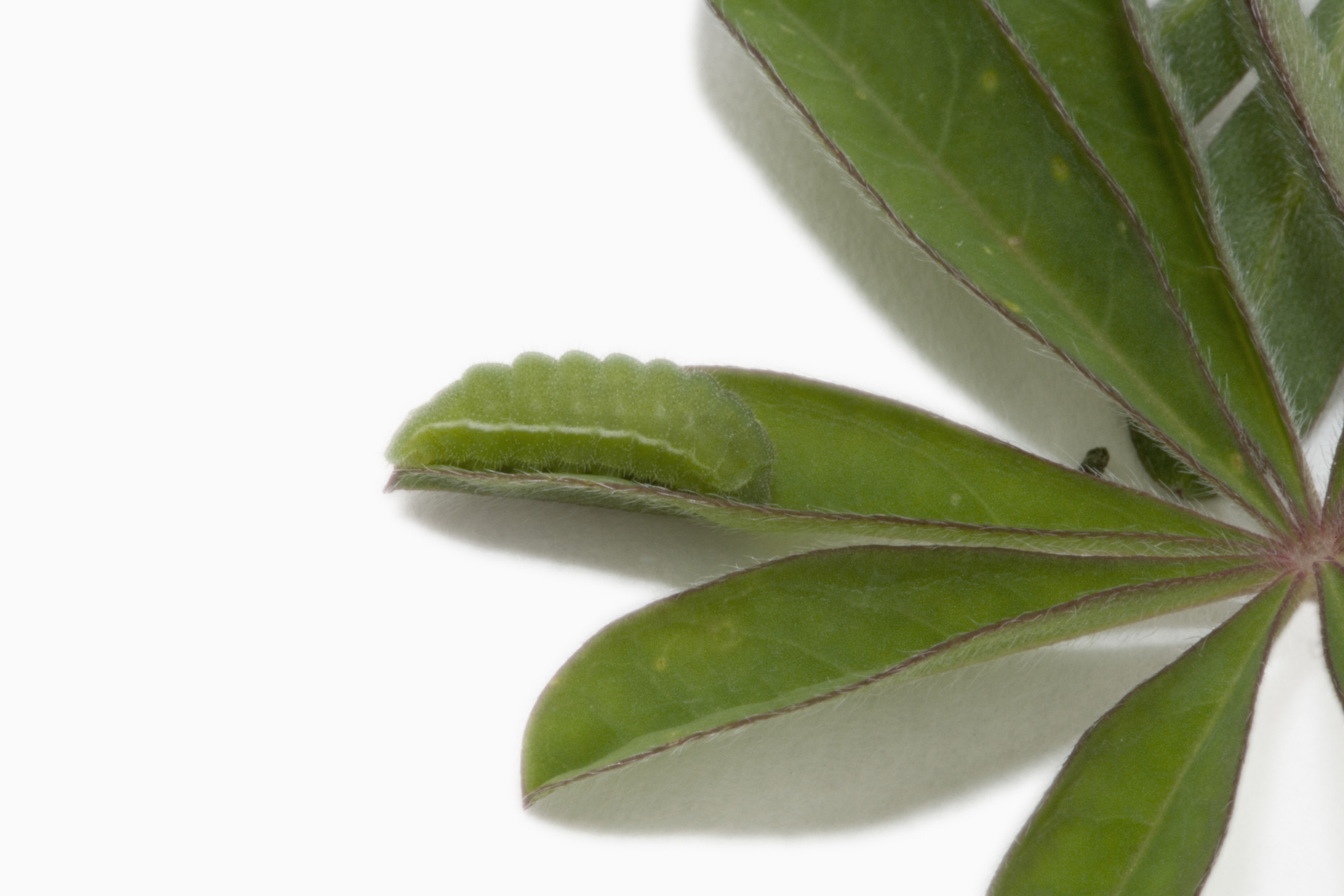 The Ecological Benefits of Fire