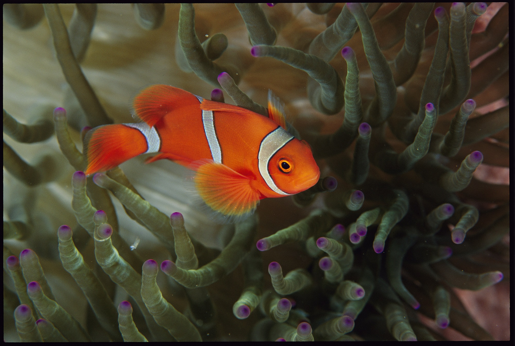 Fish Fish