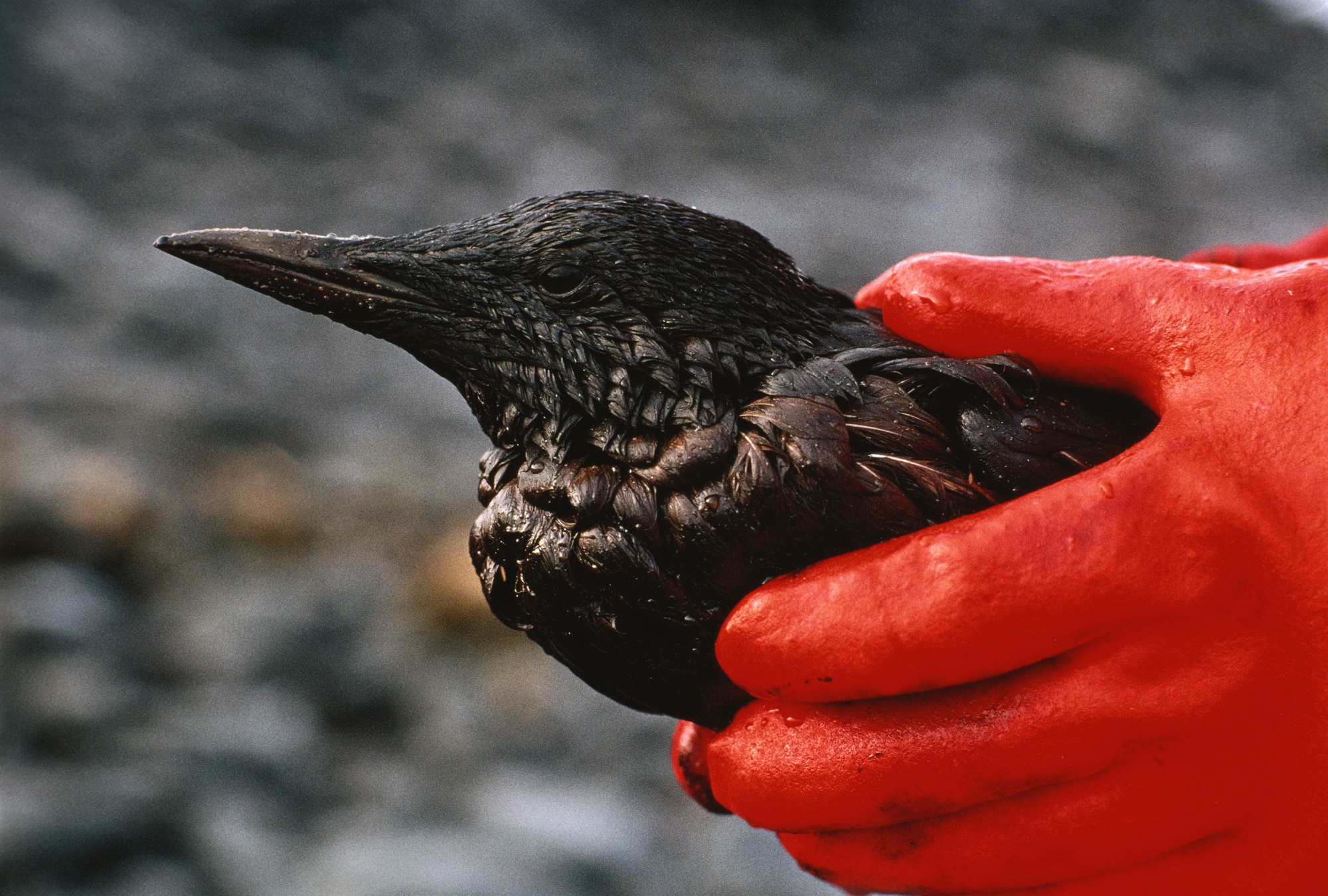 Humans Induce and Reduce Environmental Disasters